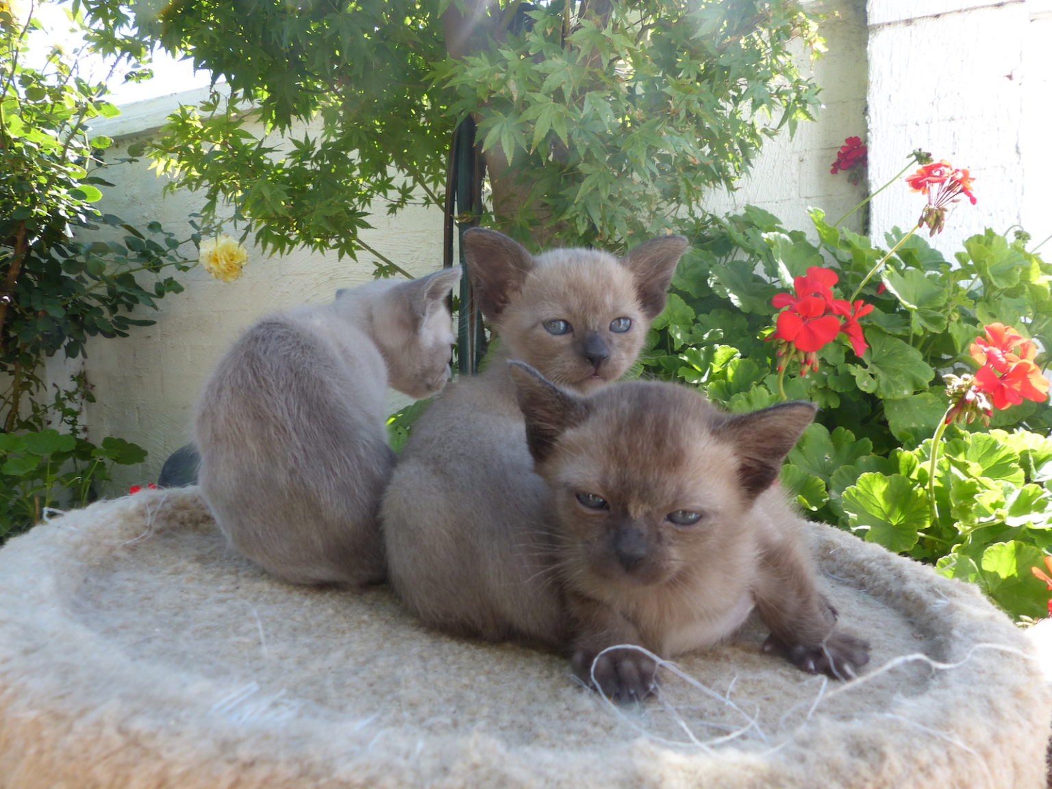 About Tonkinese – Bira Cattery