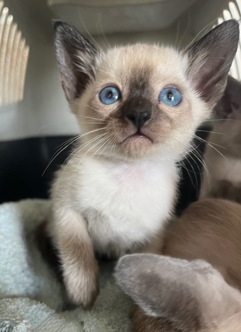 2 Beautiful Male Tonk Kittens For Sale – Bira Cattery