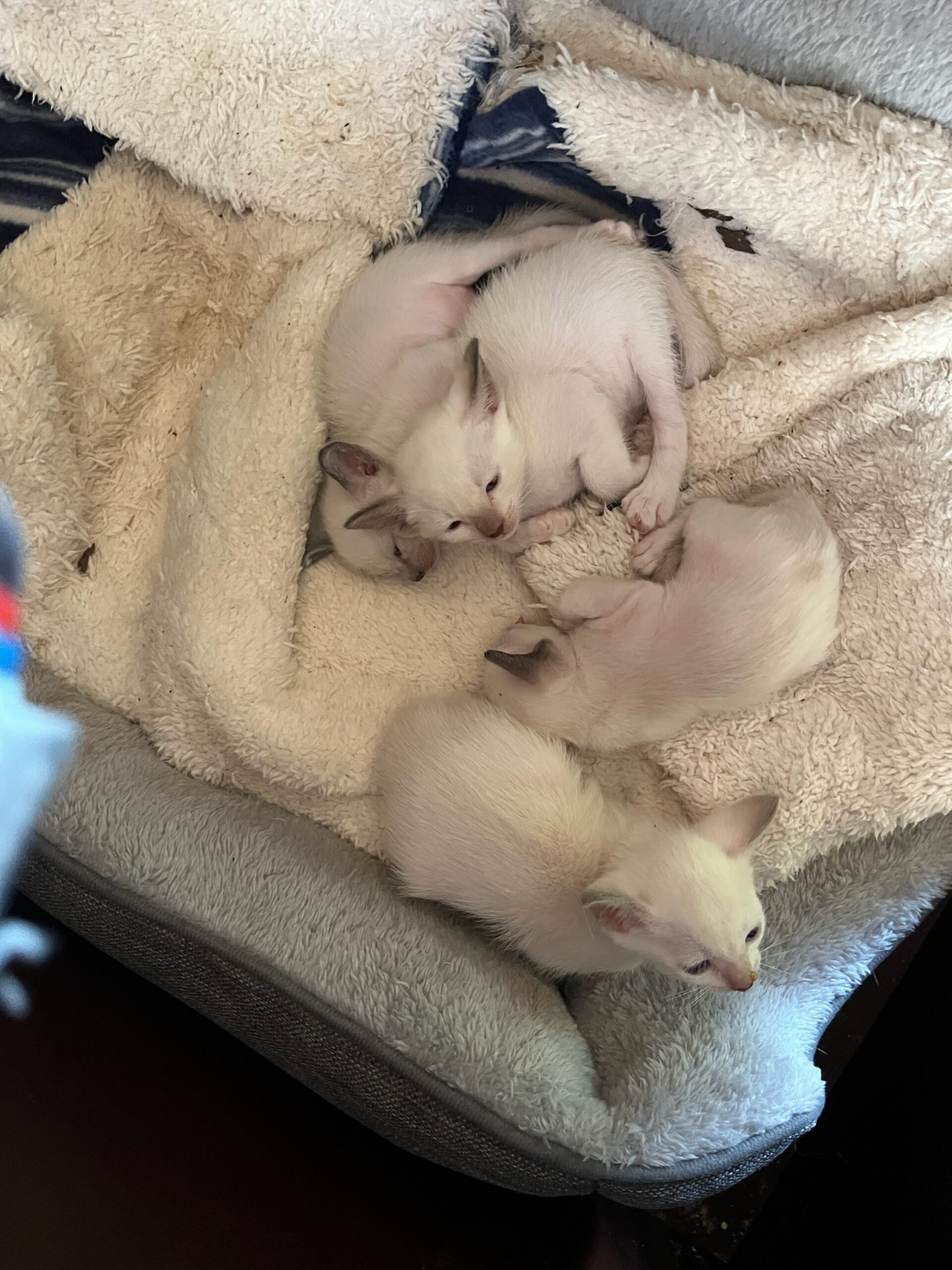 Kittens for sale end of March 2024 – Bira Cattery